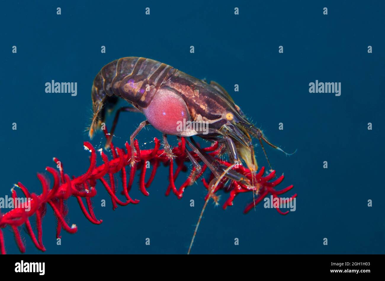 Snapping Shrimp High Resolution Stock Photography and Images - Alamy