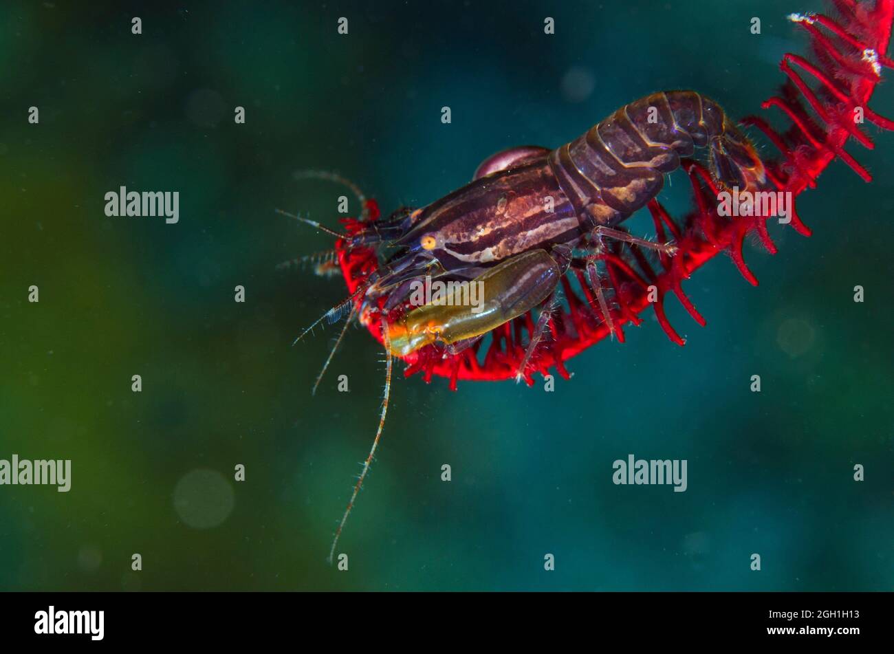 Snapping Shrimp High Resolution Stock Photography and Images - Alamy