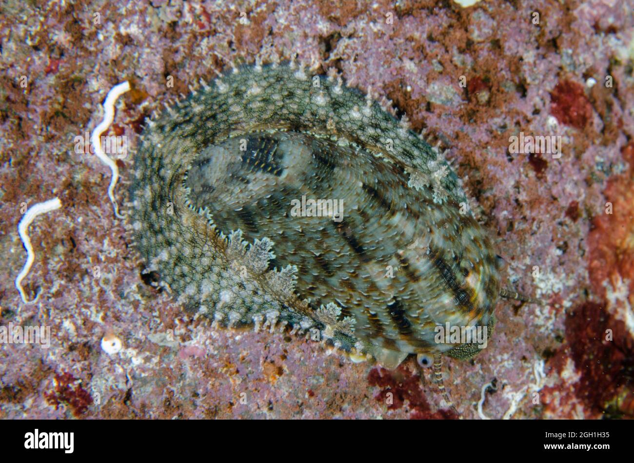 Trochidae High Resolution Stock Photography and Images - Alamy