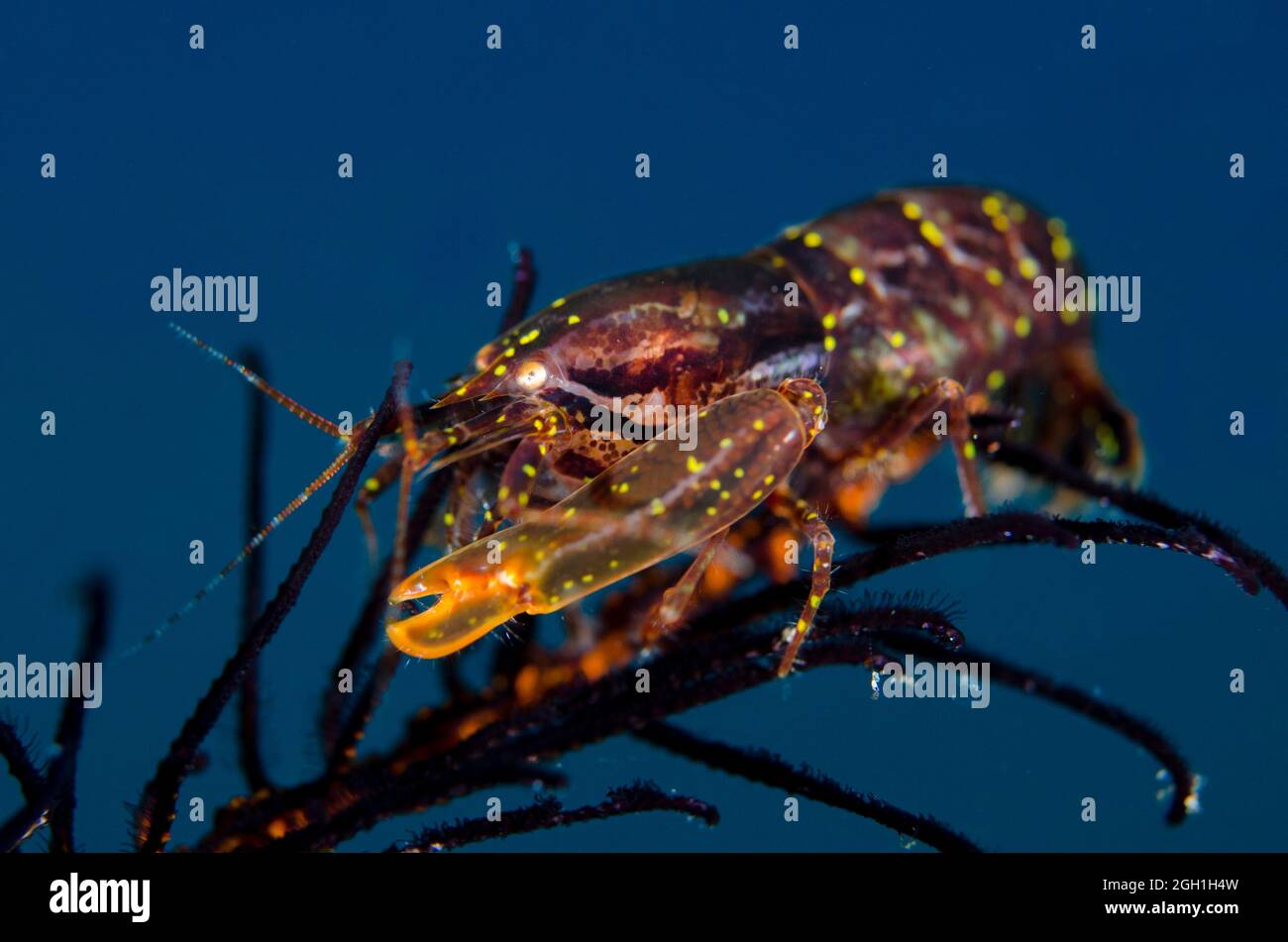 Snapping Shrimp High Resolution Stock Photography and Images - Alamy