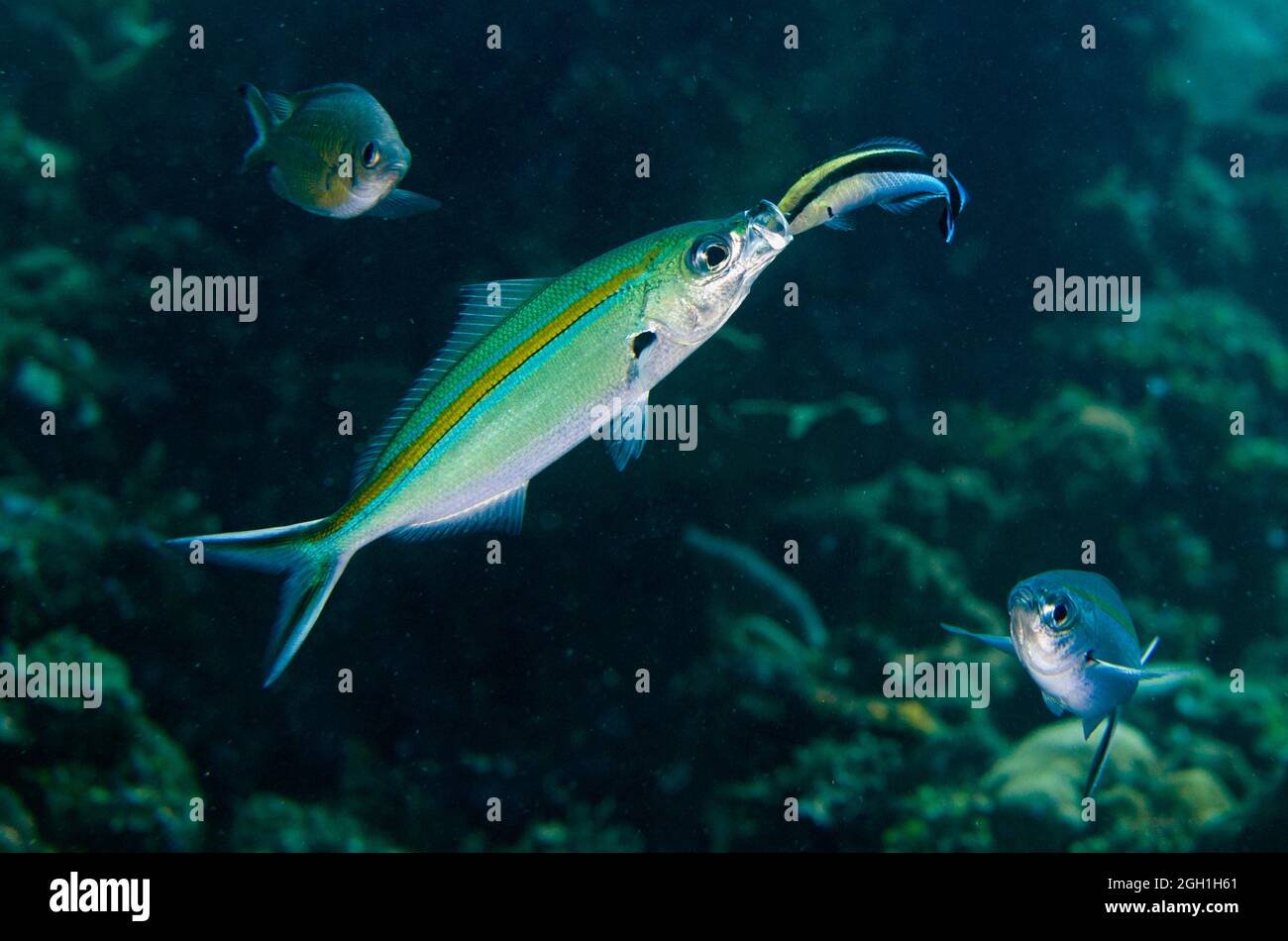 Labroides Dimidiatus High Resolution Stock Photography and Images - Alamy