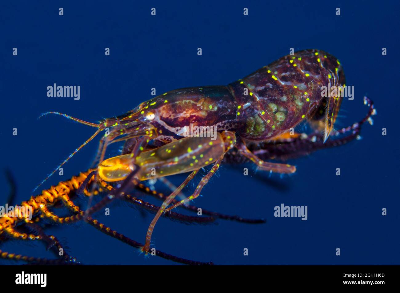 Snapping Shrimp High Resolution Stock Photography and Images - Alamy