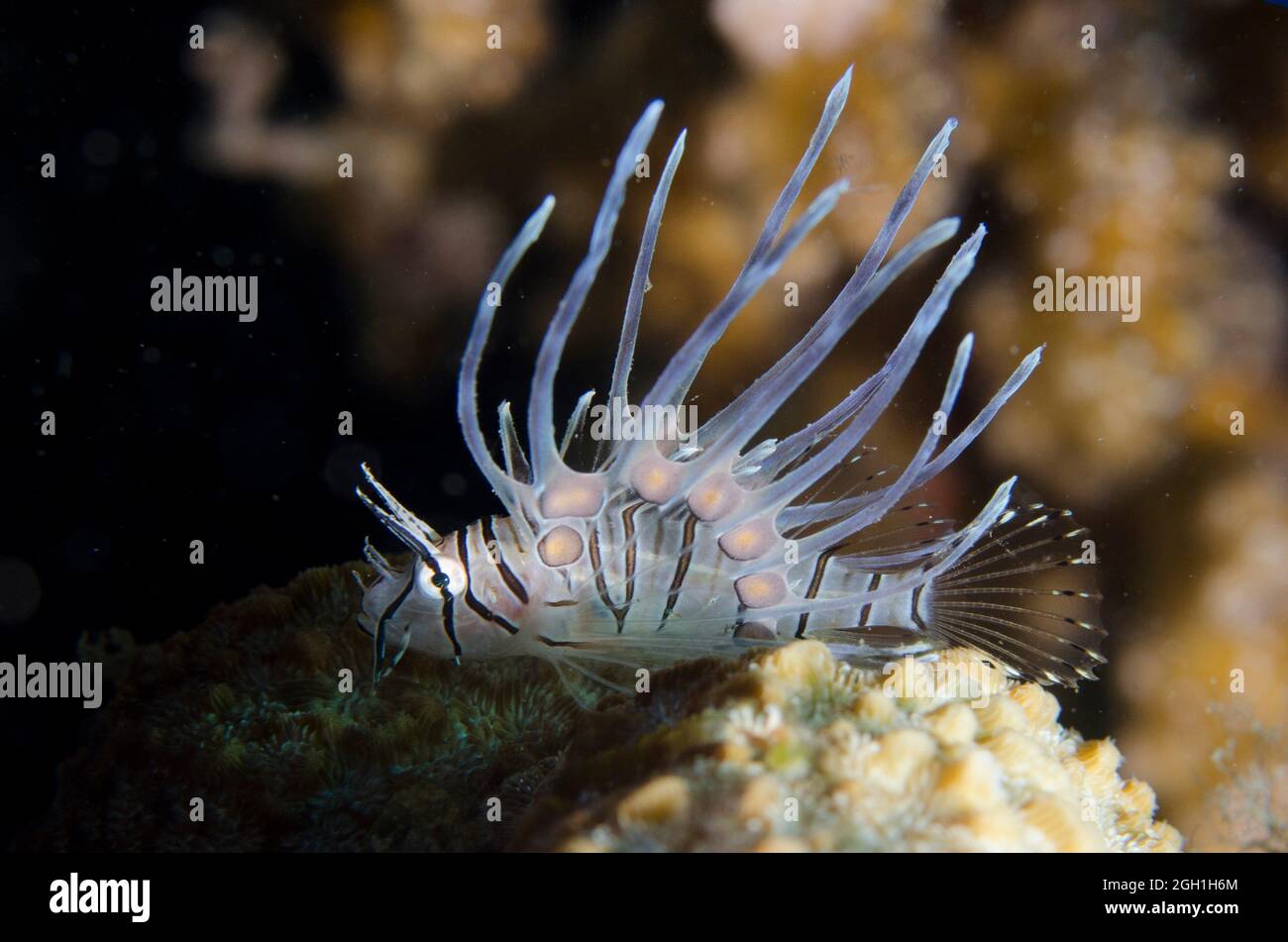 Long Fin Fish High Resolution Stock Photography and Images - Alamy