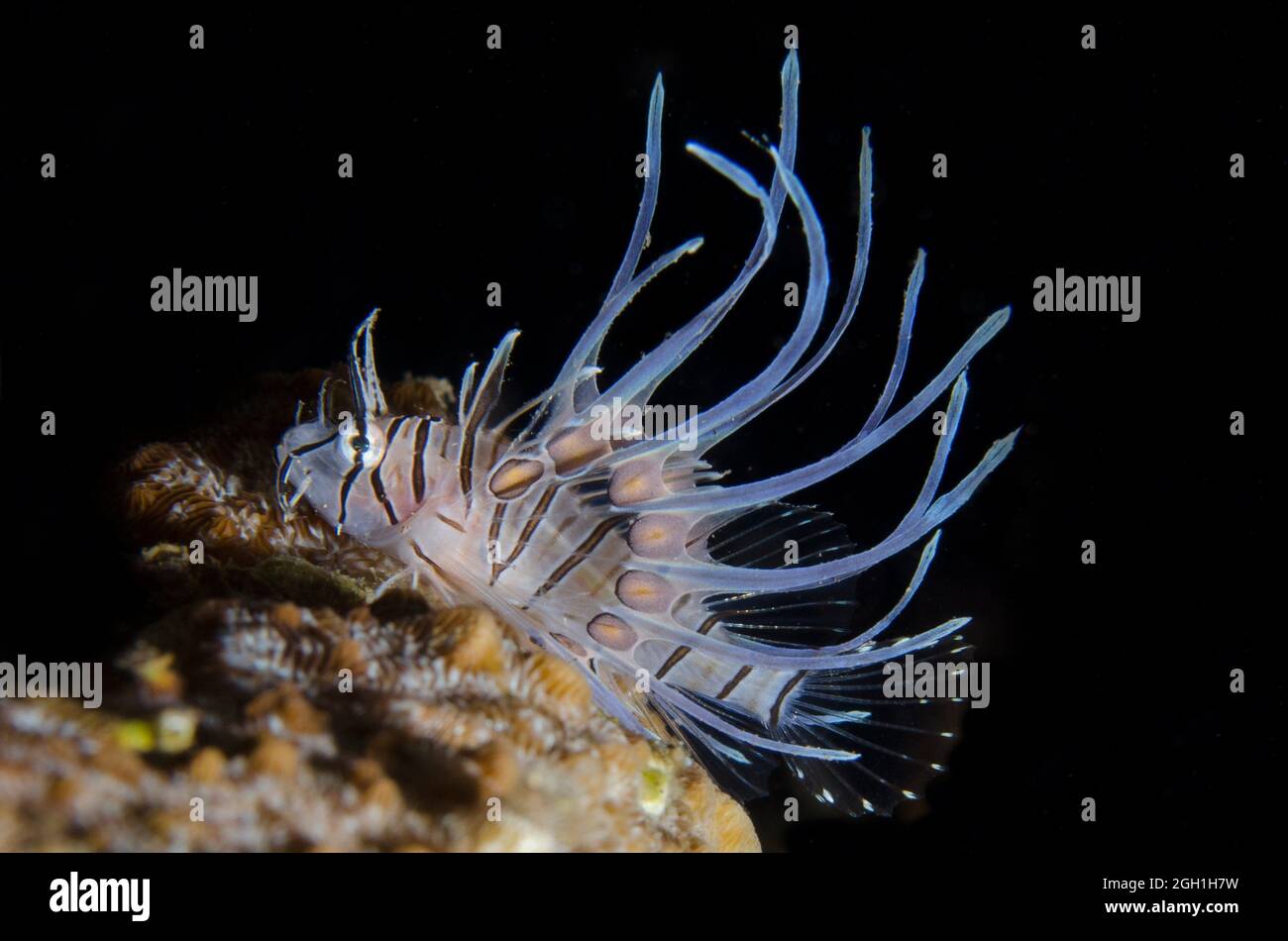 Long Fin Fish High Resolution Stock Photography and Images - Alamy