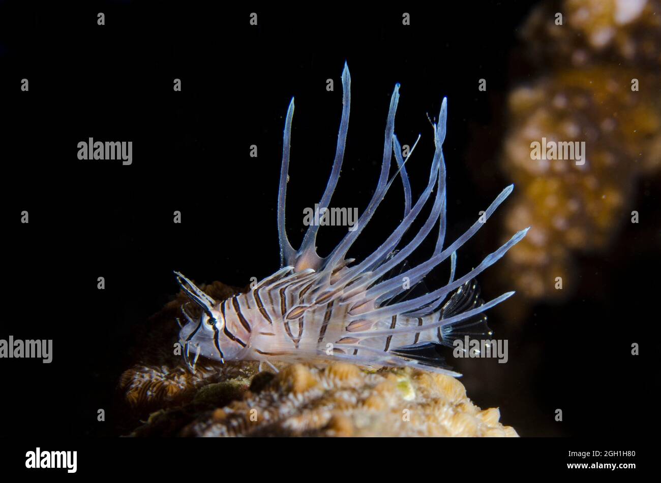 Long Fin Fish High Resolution Stock Photography and Images - Alamy