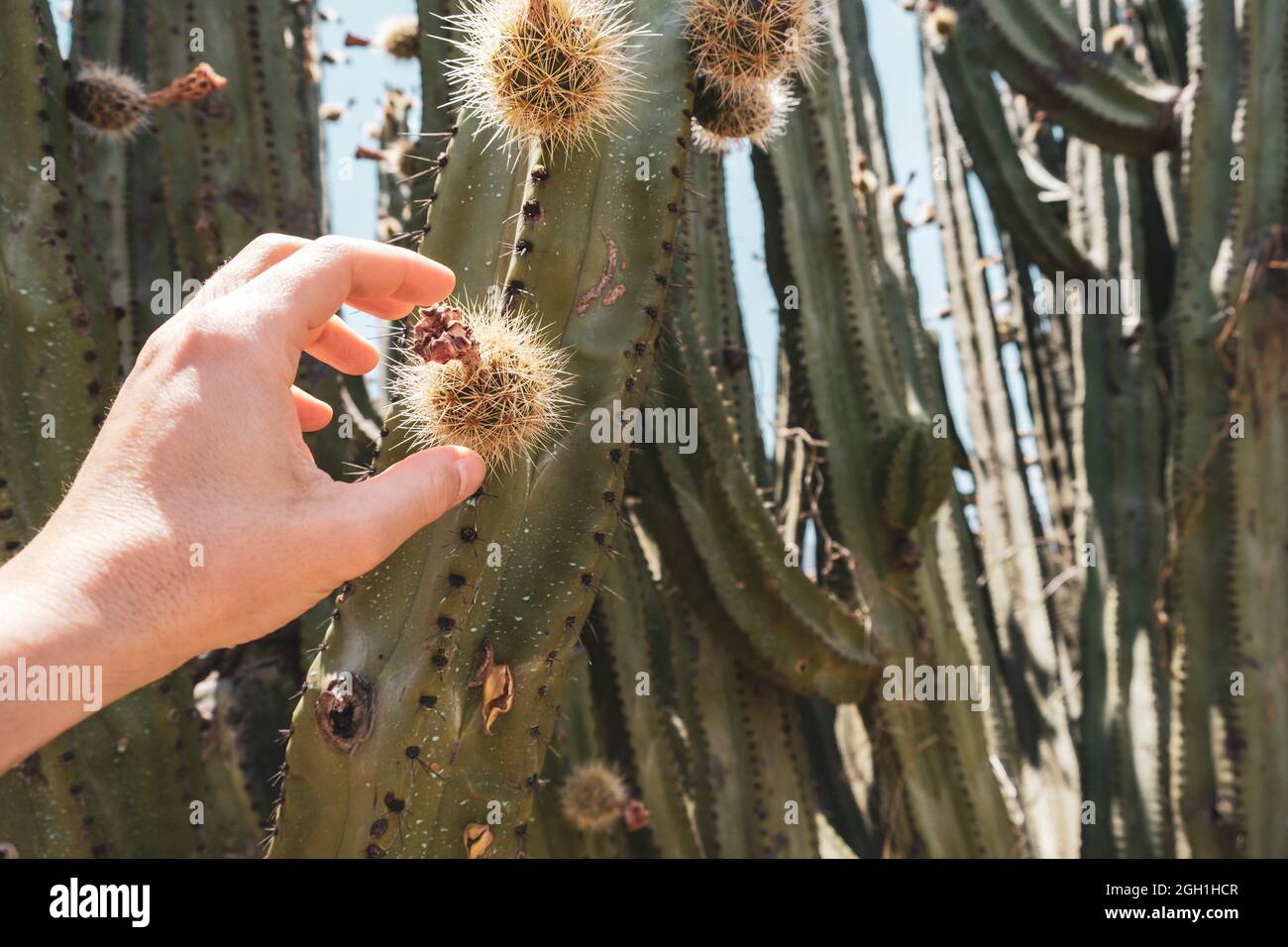 Mexican Pitaya Cactus