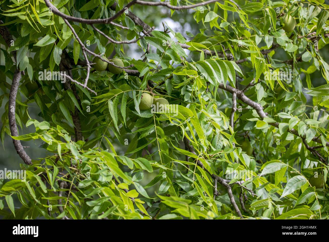 The eastern American black walnut (Juglans nigra ) is native to North ...