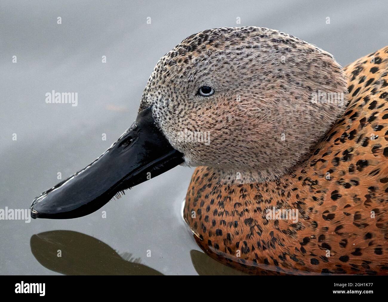 Closeup view of a brown duck with black dots and a long black beack on ...