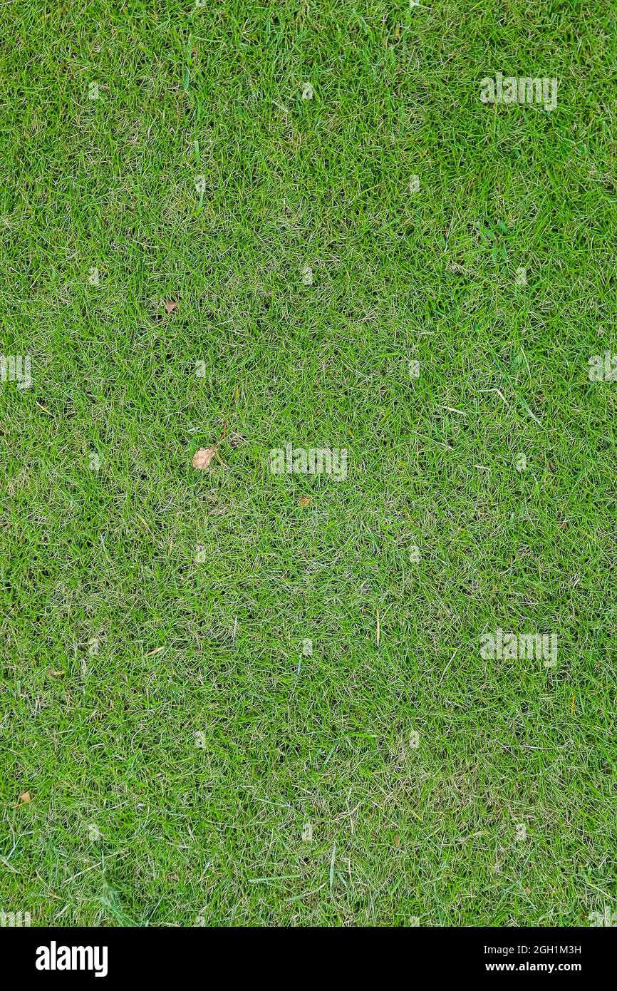 high angle view of a green grass background. High quality photo Stock ...