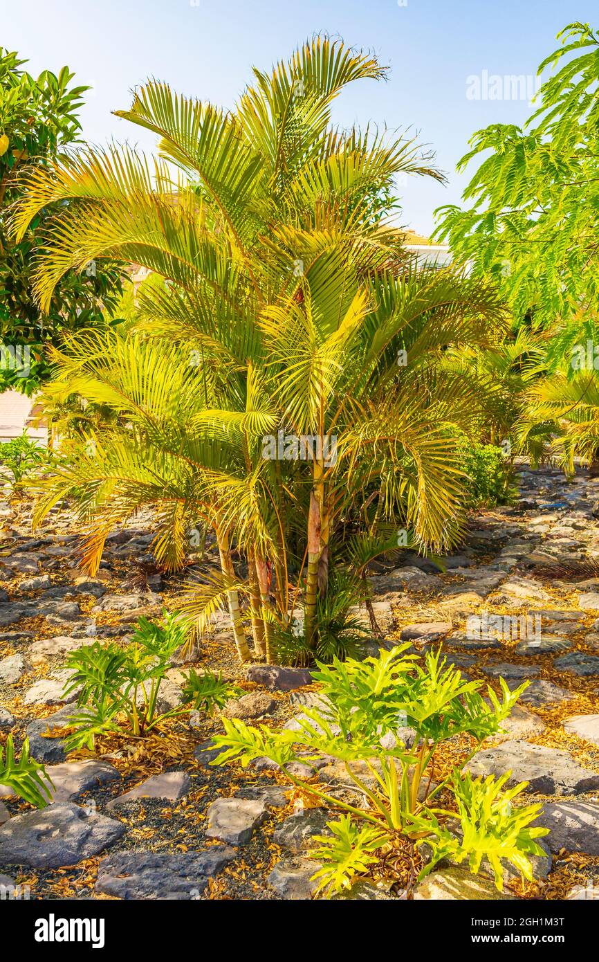 Palms and coconut trees with sunrise landscape panorama in Playa de las ...
