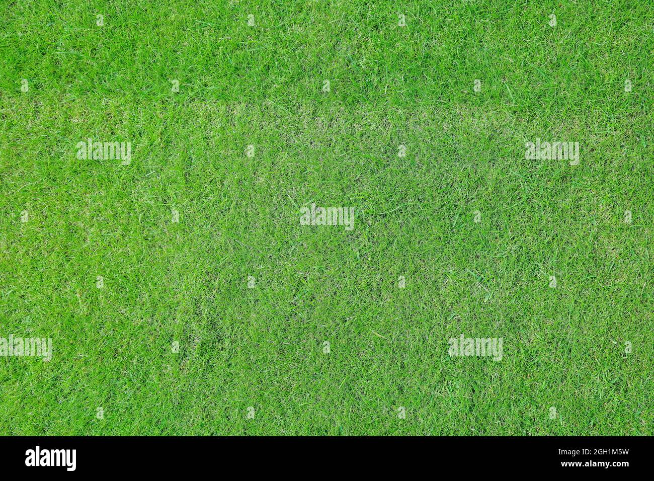 high angle view of a green grass background. High quality photo Stock ...
