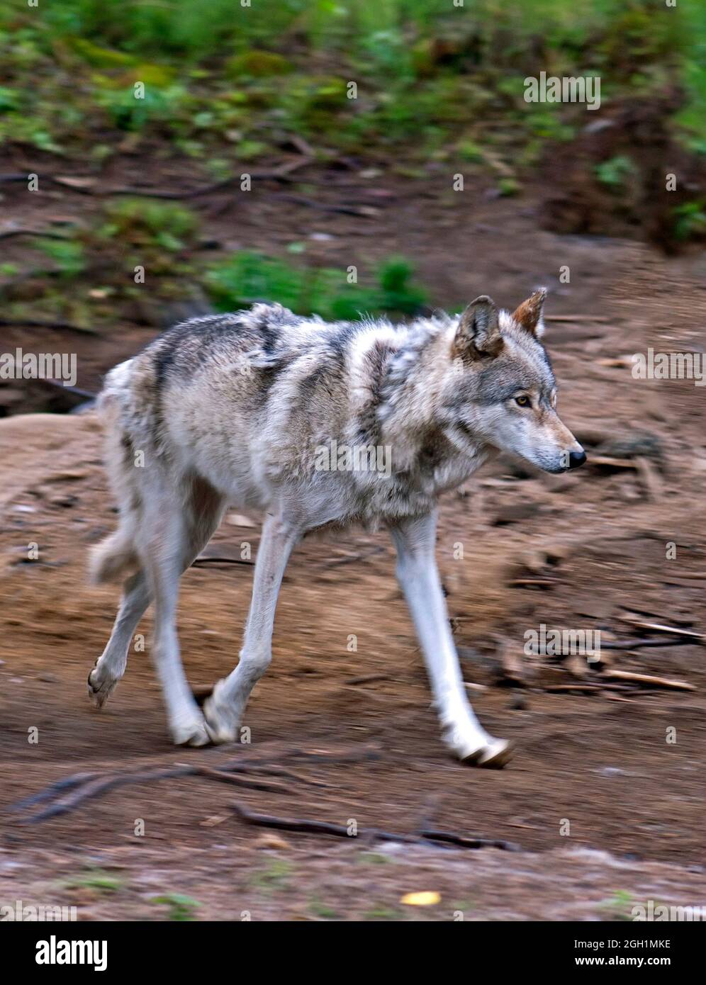 Grey wolf in Alaska Stock Photo - Alamy