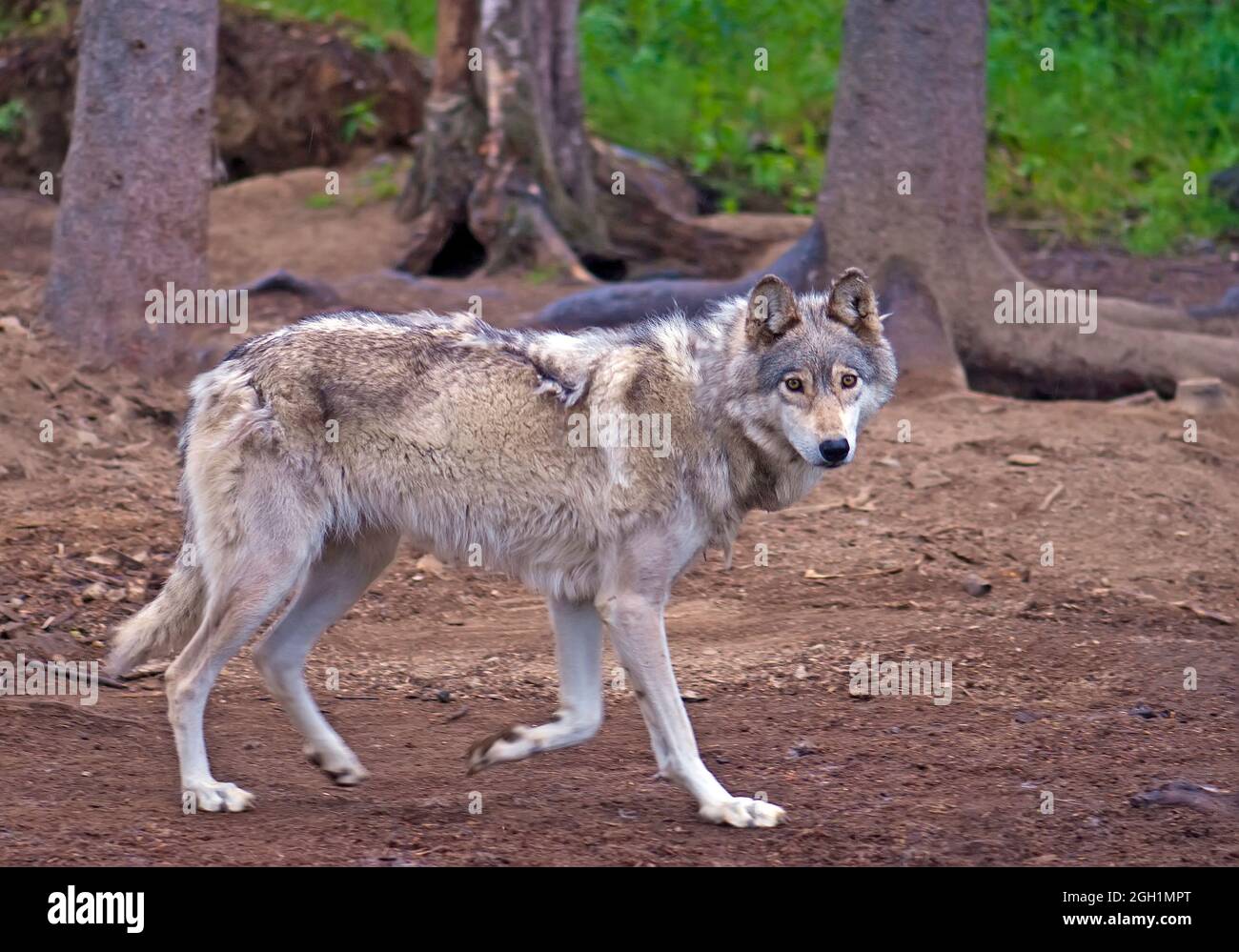 Grey wolf in Alaska Stock Photo - Alamy
