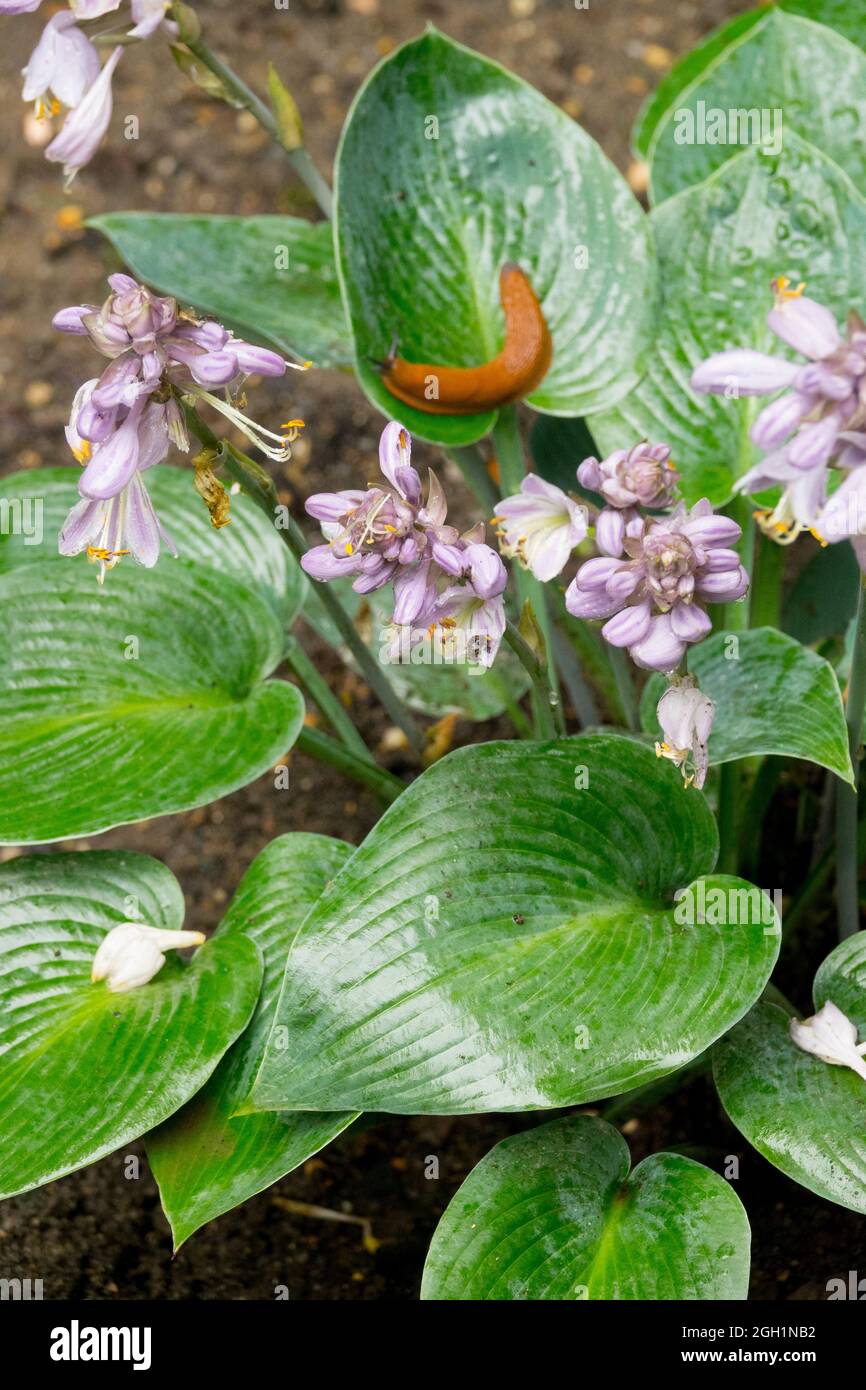 Hosta Halcyon flowers and red slug Stock Photo - Alamy