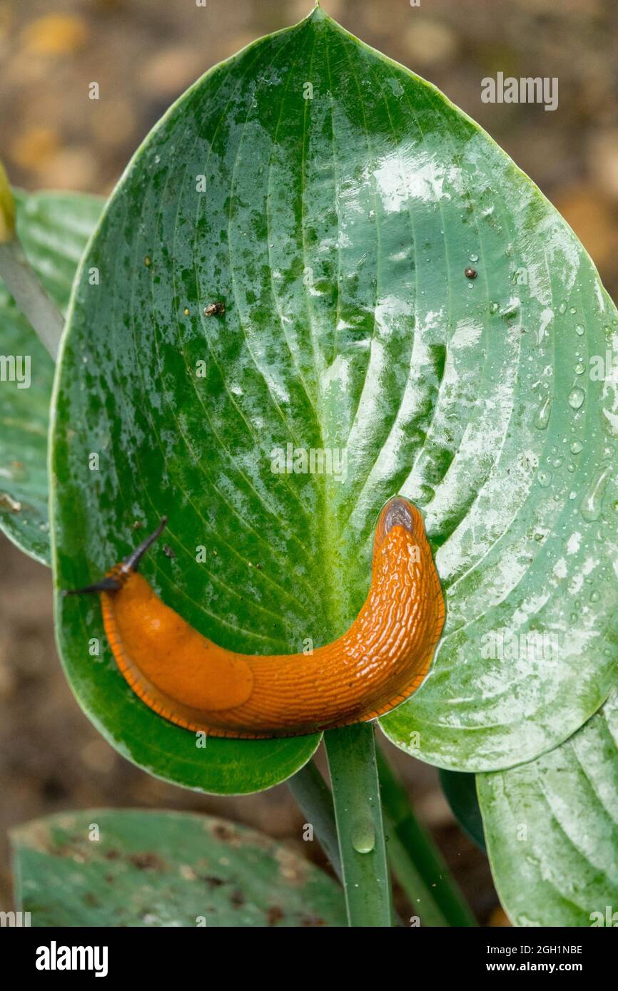 Slug on Hosta Halcyon Stock Photo - Alamy