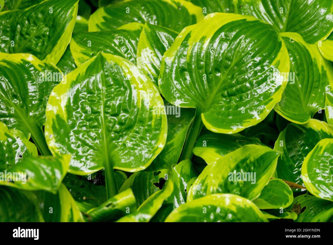 Hosta "Ice Cream", miniature hostas wet leaves Stock Photo - Alamy