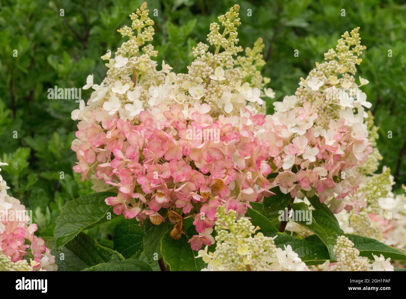 Hydrangea paniculata white pink Panicle Hydrangea Stock Photo - Alamy Hydrangea paniculata white pink Panicle Hydrangea Stock Photo - Alamy