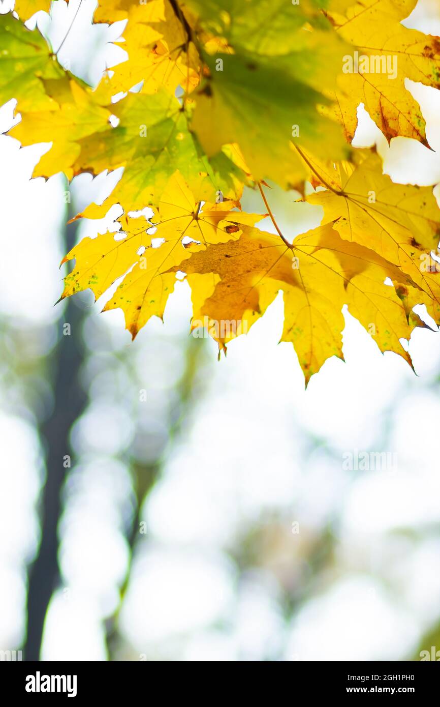 Autumn maple leaves. Colorful autumn maple leaves on a tree branch. Beautiful maple leaves in ...