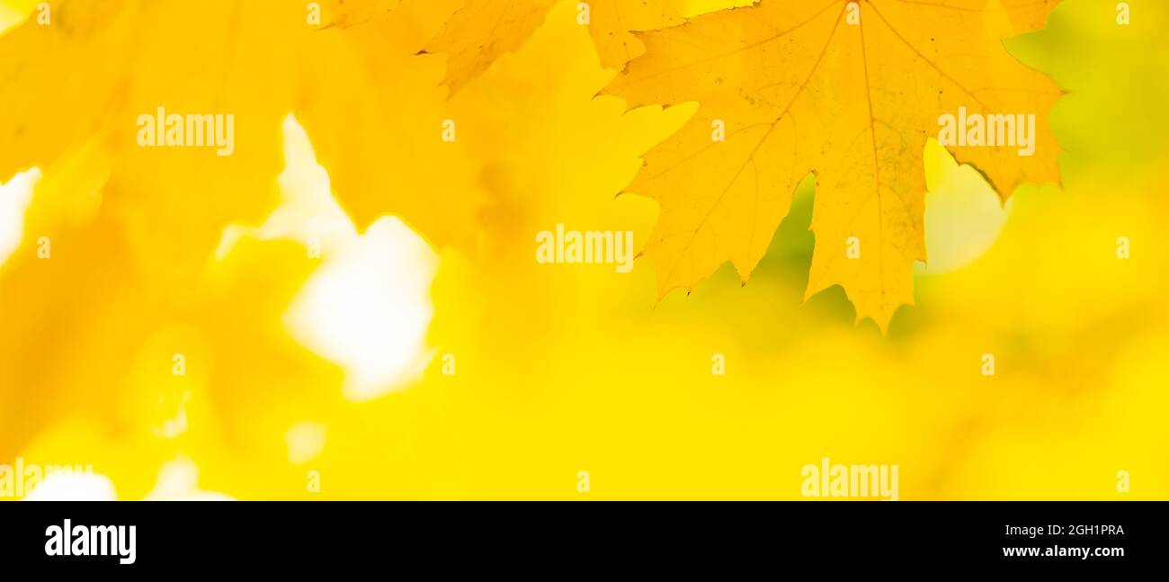 Maple leaves on branch. Colorful autumn maple leaves on a tree branch ...