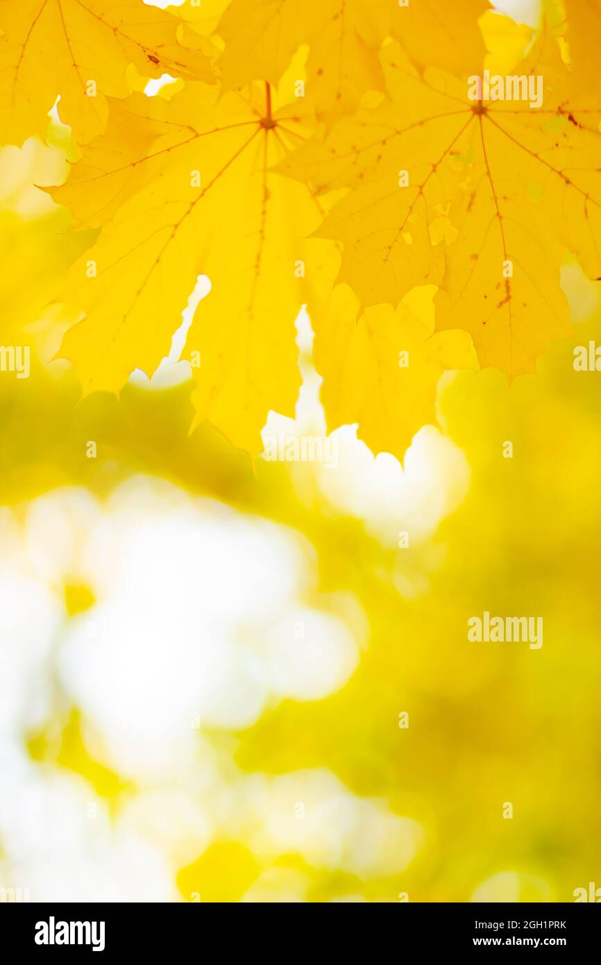 Maple leaves on branch. Colorful autumn maple leaves on a tree branch ...
