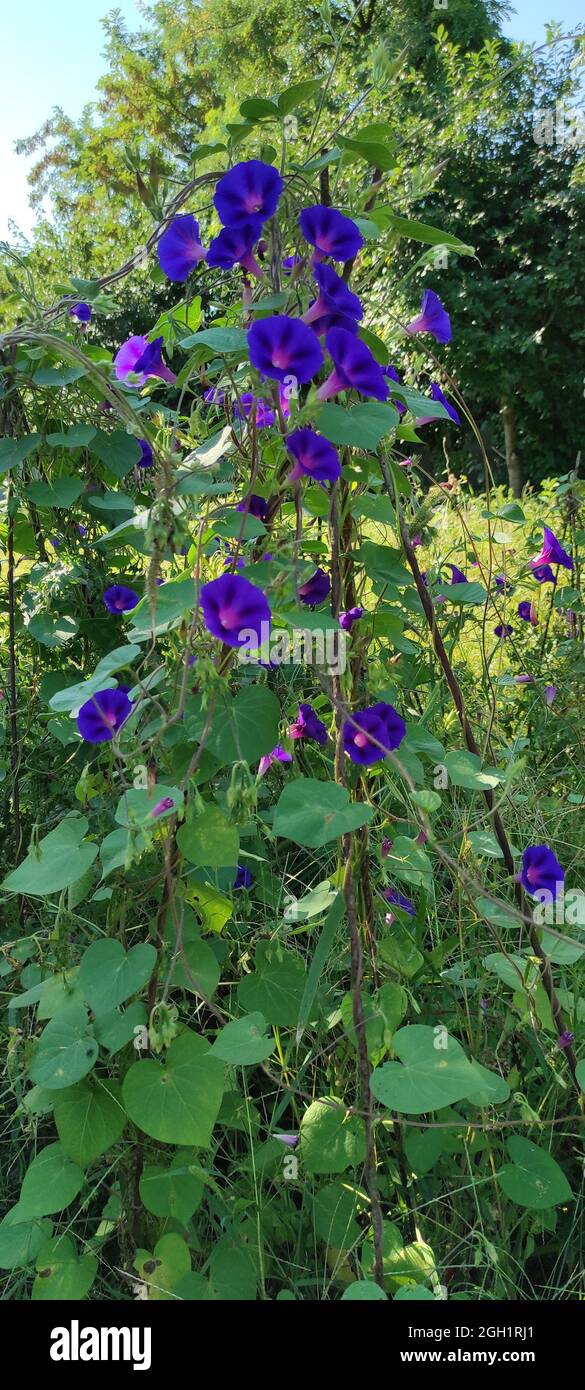Vertical shot of common morning-glory flowers surrounded by greenery ...
