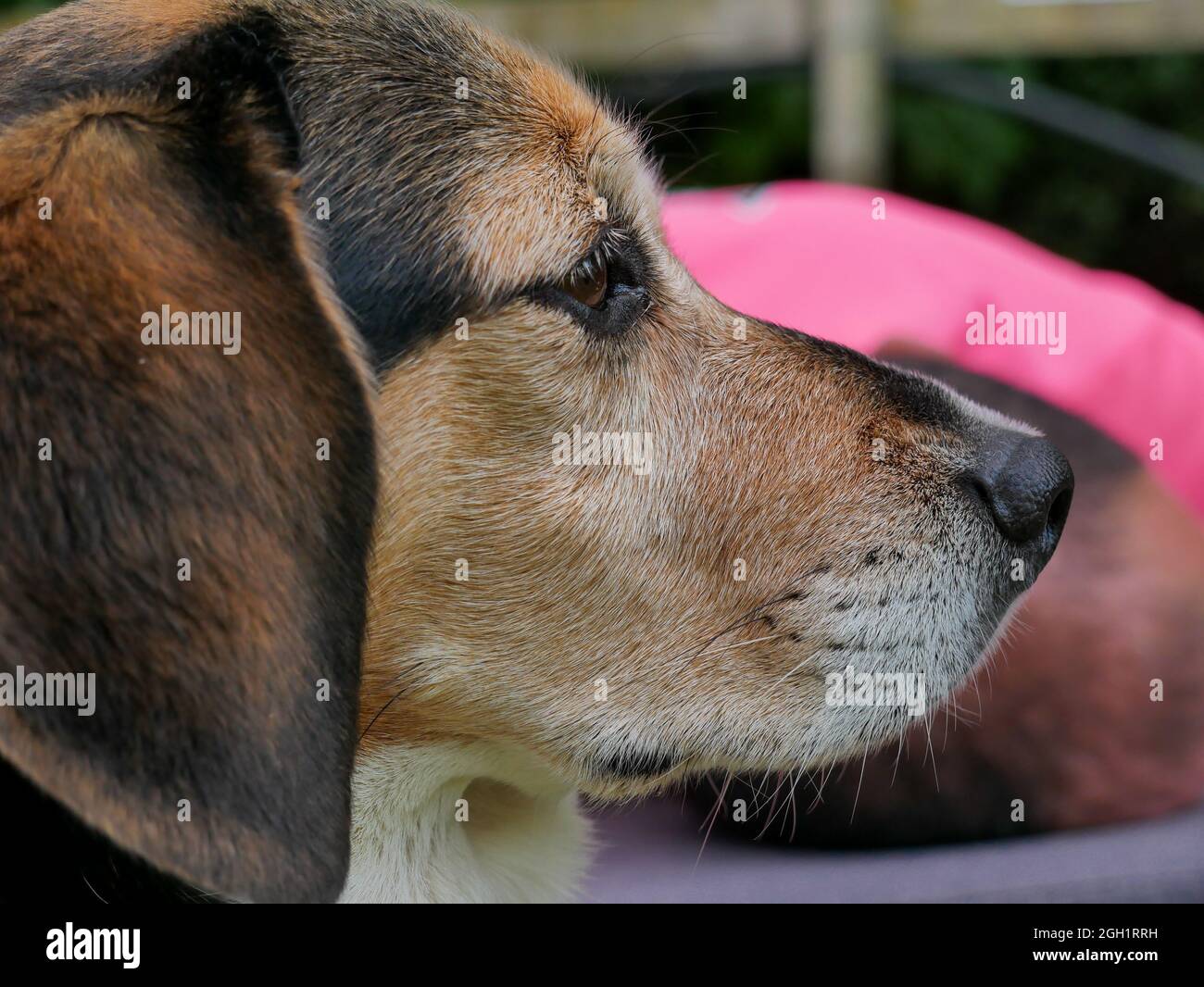 Beagle profile hi-res stock photography and images - Alamy