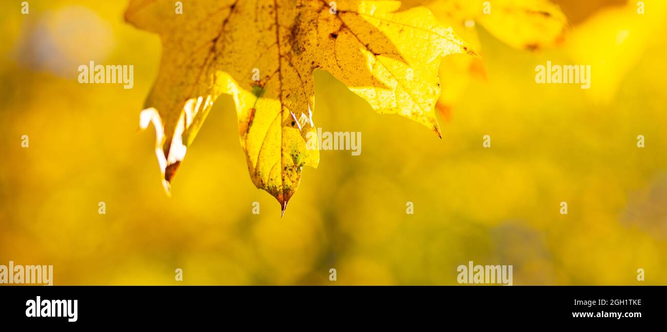 Yellow autumn leaves on trees. Autumn nature background with bokeh. Maple leaves, fall ...