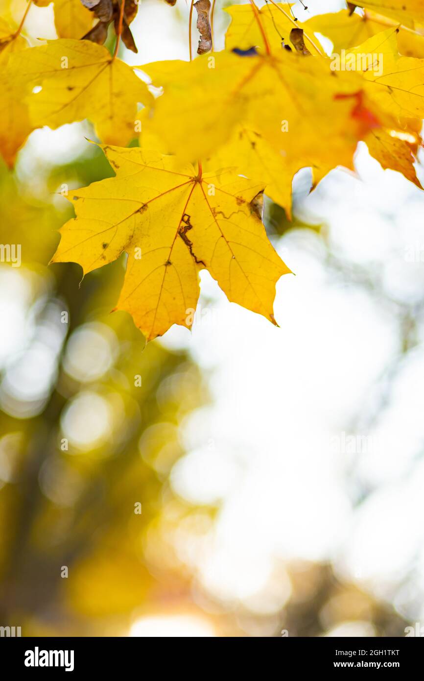 Yellow autumn leaves on trees. Autumn nature background with bokeh. Maple leaves, fall ...