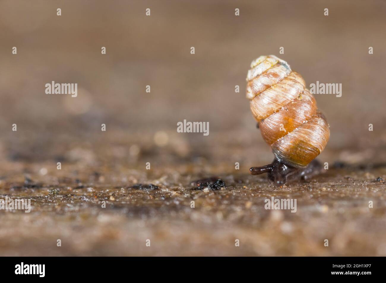 Pupilloidea hi-res stock photography and images - Alamy