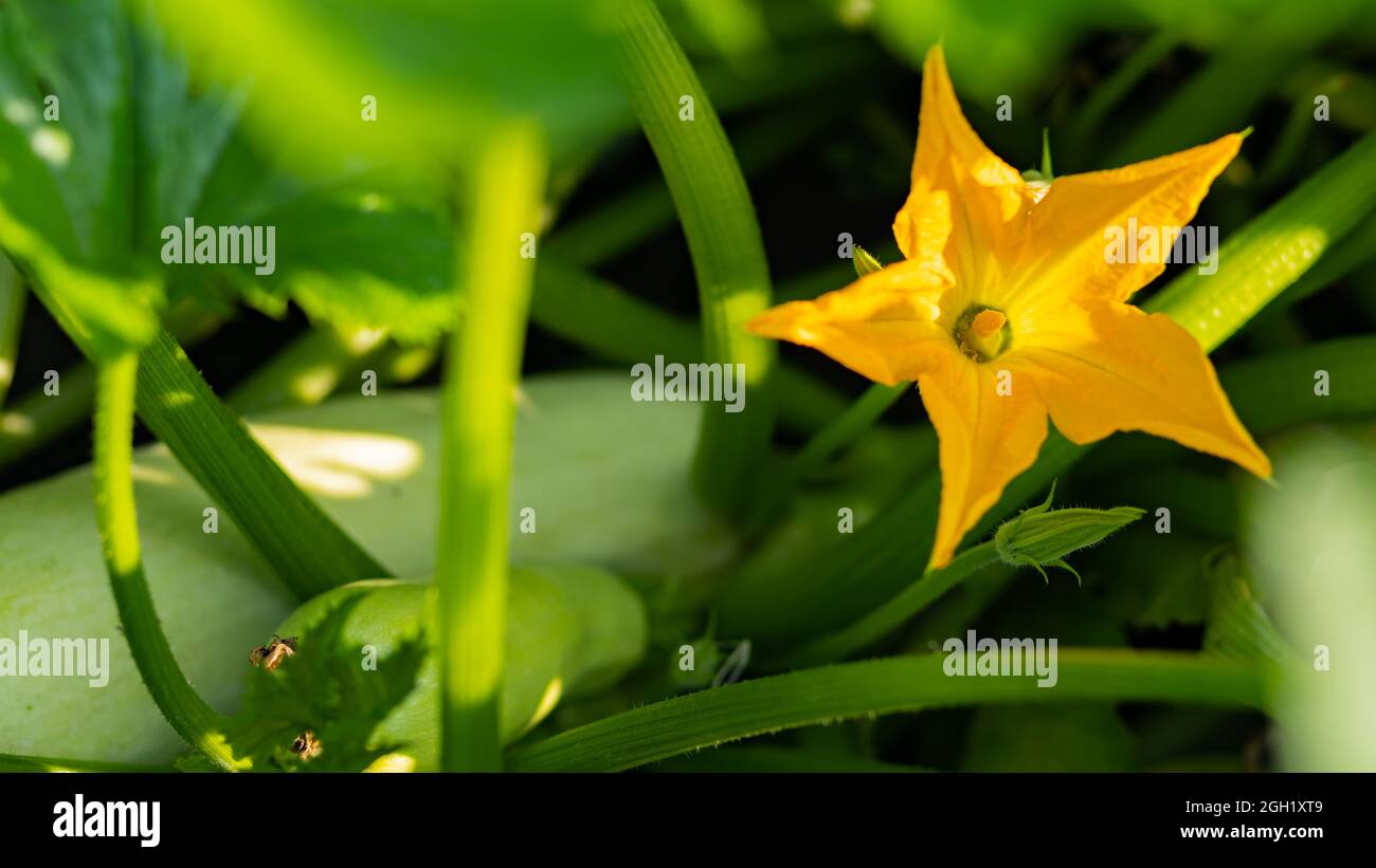 Blooming zucchini on a sunny day. Yellow zucchini flower in green ...