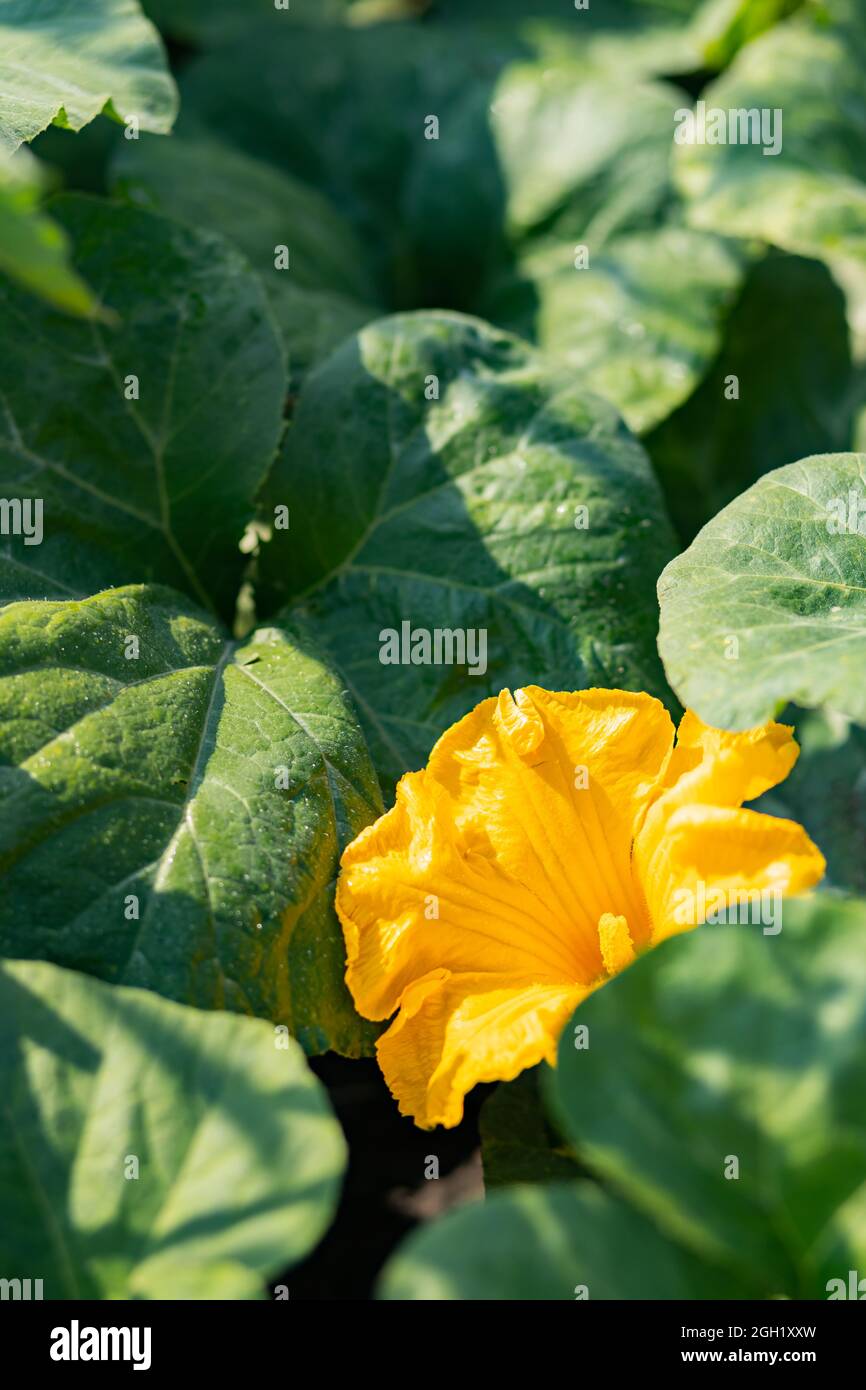 Blooming zucchini on a sunny day. Yellow zucchini flower in green ...