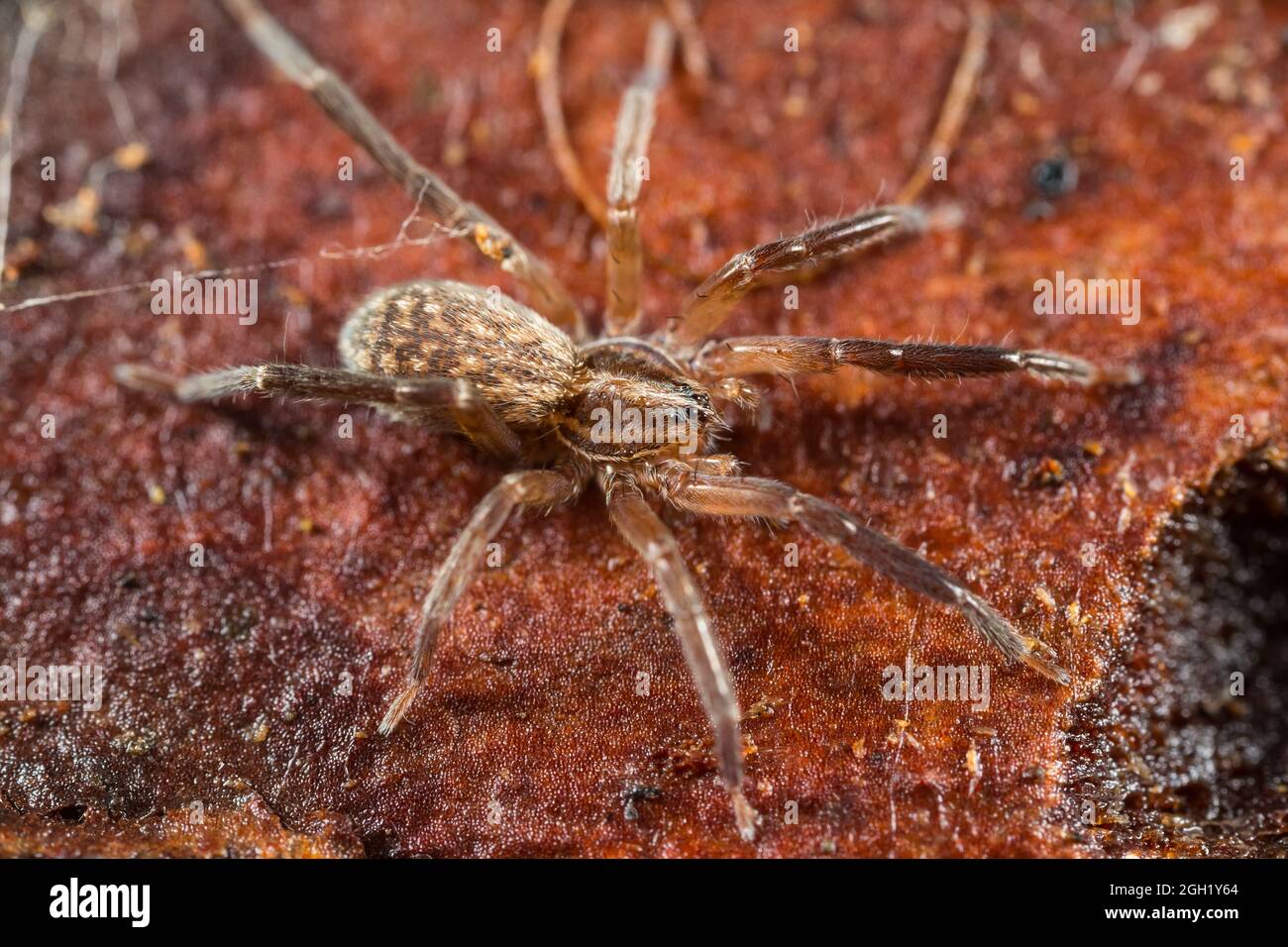Long legged tree spider hi-res stock photography and images - Alamy