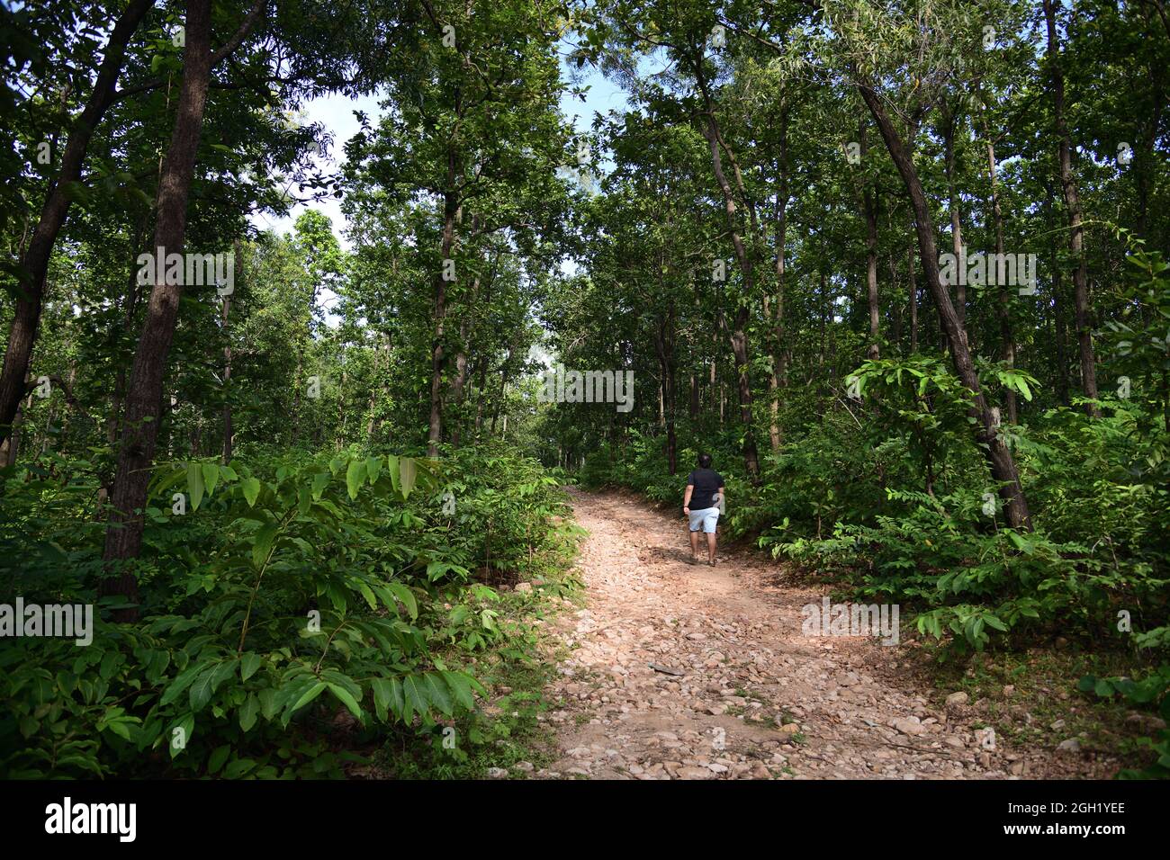 Susunia Hill forest. It is a part of the Eastern Ghats. Bankura, West ...