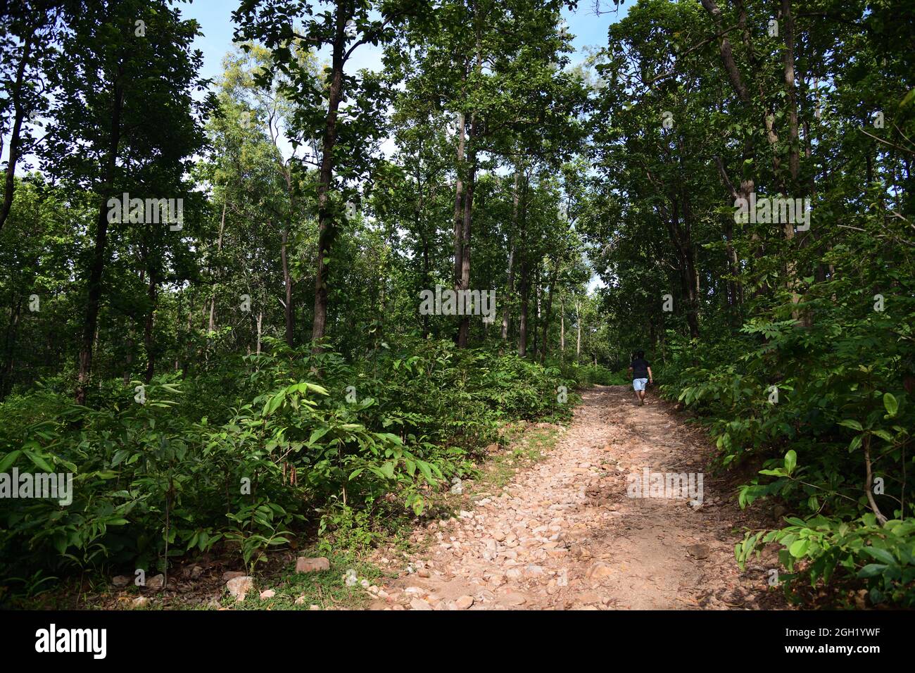 Susunia Hill forest. It is a part of the Eastern Ghats. Bankura, West ...