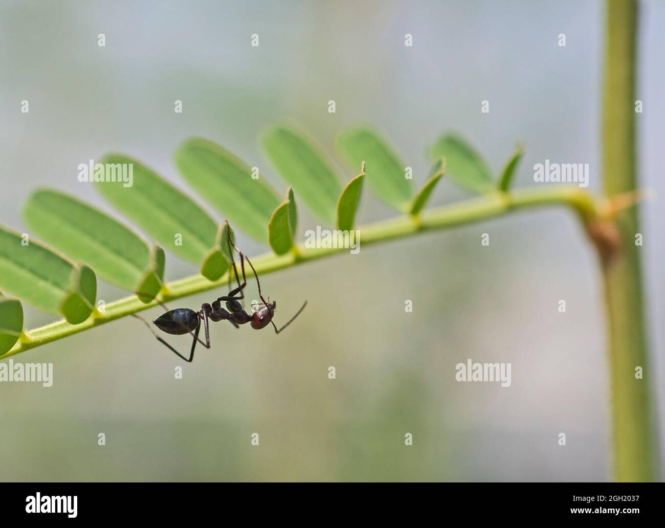 Head of black ant hi-res stock photography and images - Alamy