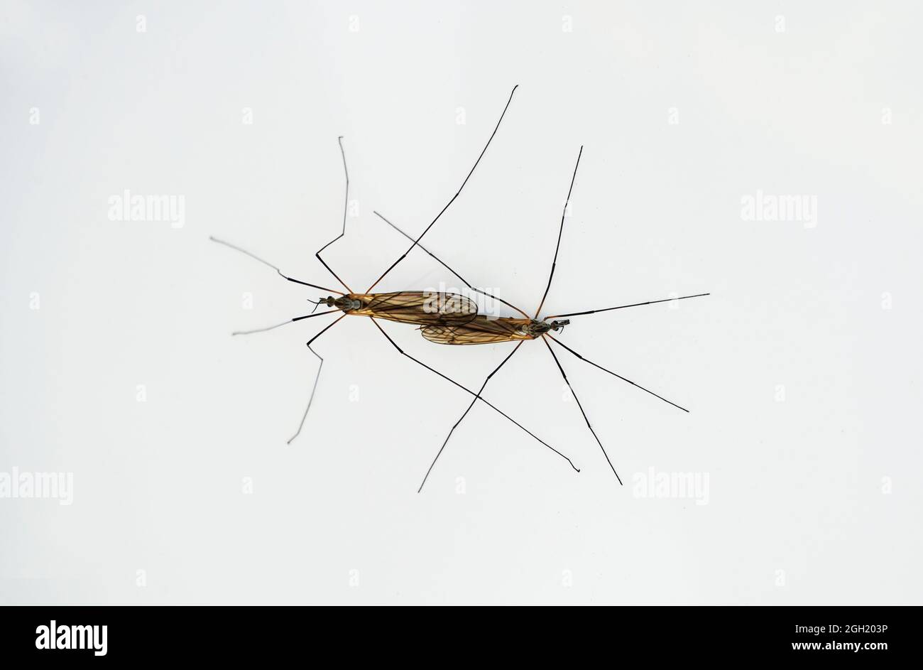 Mating gnats hi-res stock photography and images - Alamy