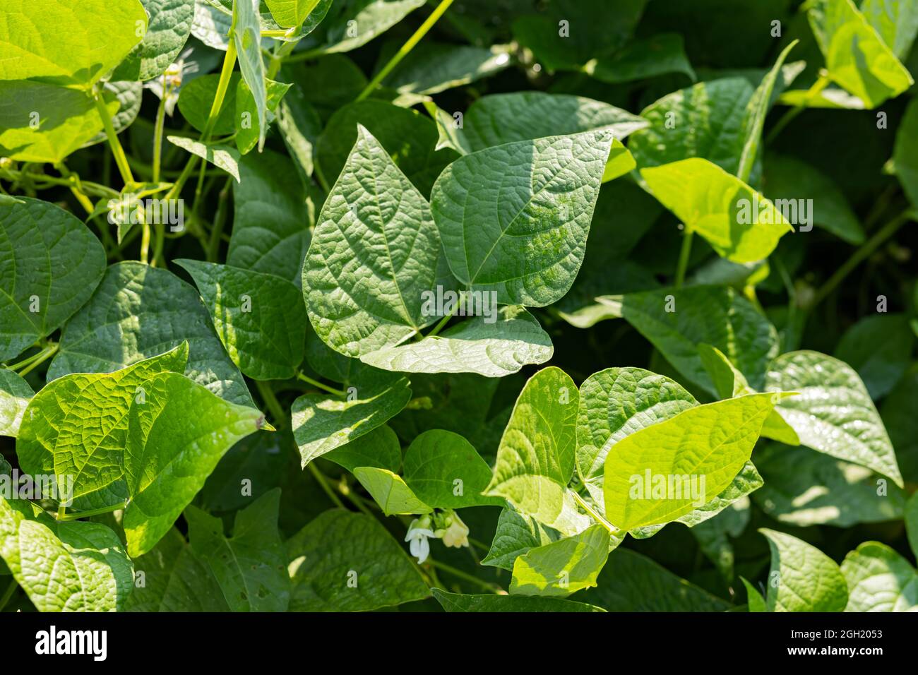 Beans growing in garden. Homegrown organic food, beans ripening in ...