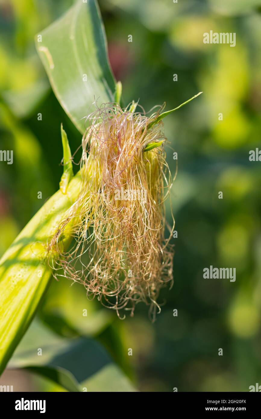 Corn cob with green leaves growth in agriculture field. Ripe corn cobs ...