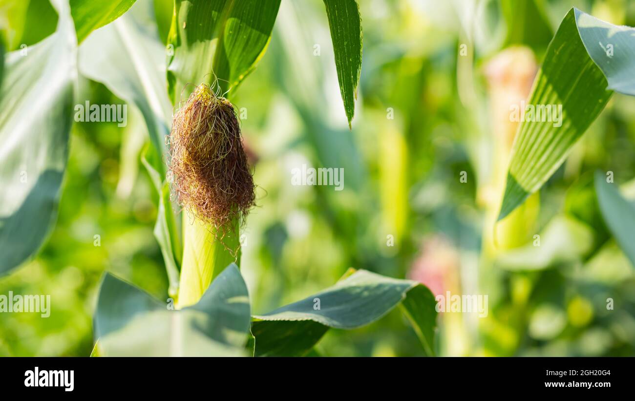 Corn cob with green leaves growth in agriculture field. Ripe corn cobs ...