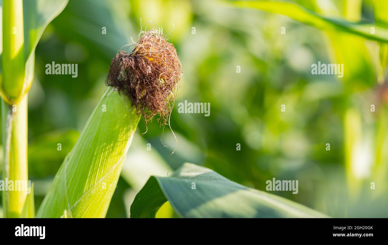 Corn cob with green leaves growth in agriculture field. Ripe corn cobs ...