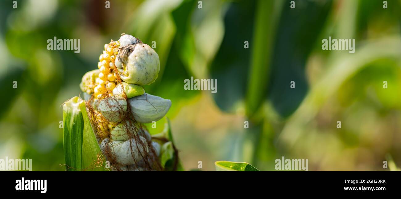Corn smut. Ustilago maydis disease. Corn cob infected with corn smut ...