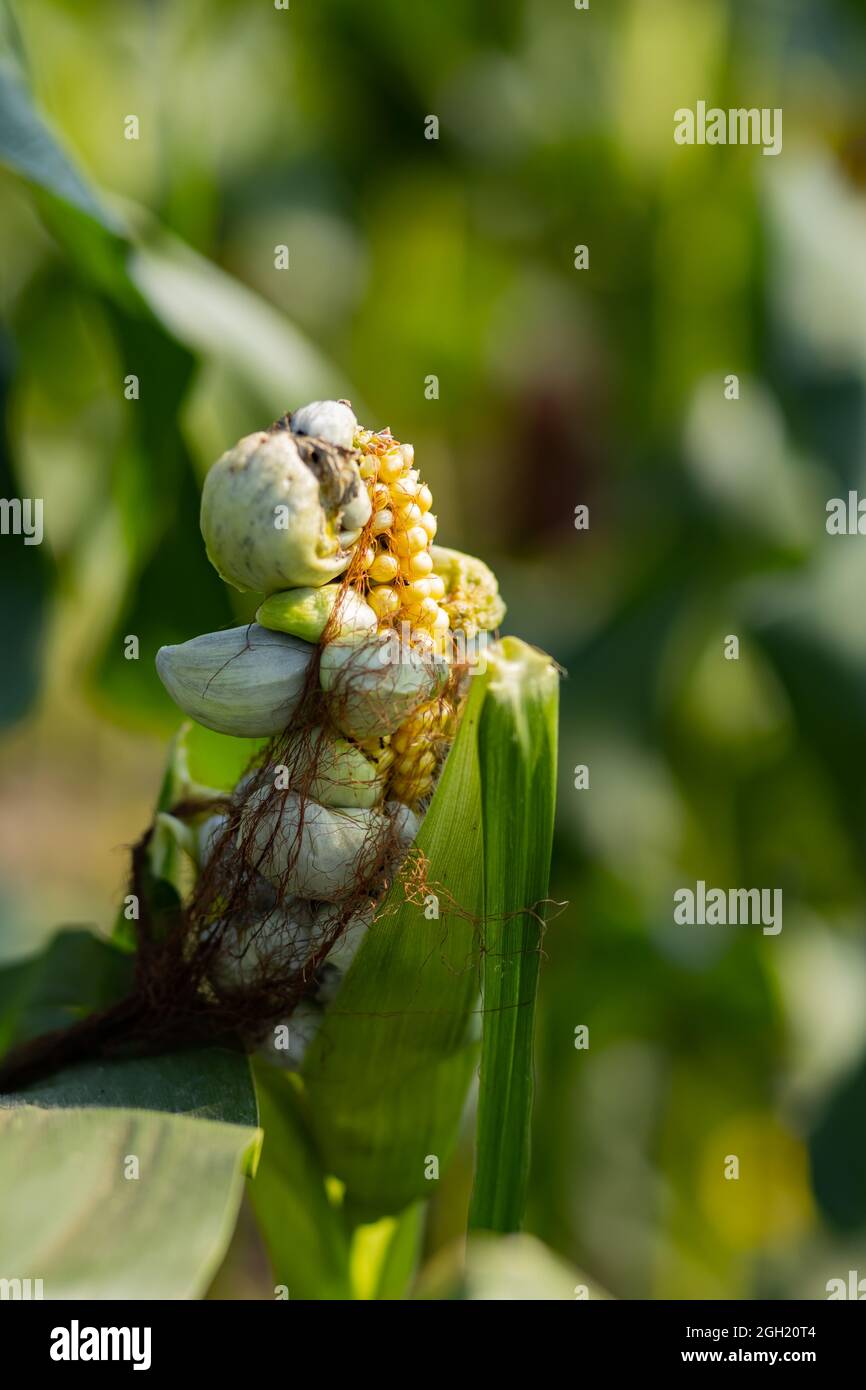 Corn smut. Ustilago maydis disease. Corn cob infected with corn smut ...