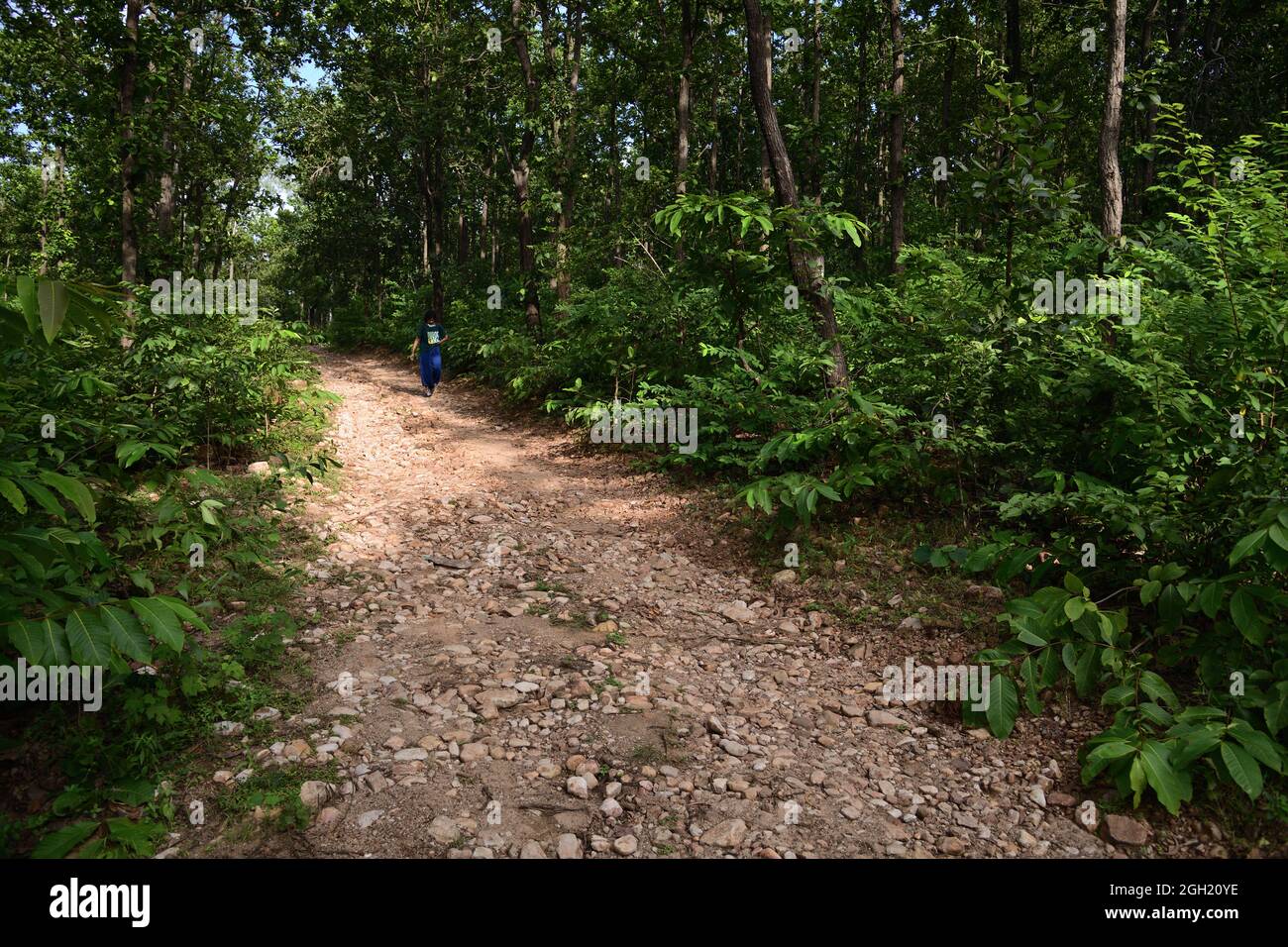 Susunia Hill forest. It is a part of the Eastern Ghats. Bankura, West ...