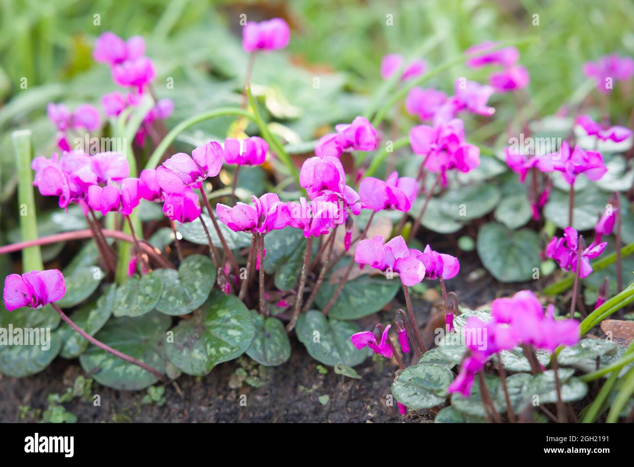 Cyclamens, cyclamen coum, flowering in a UK garden in winter Stock ...
