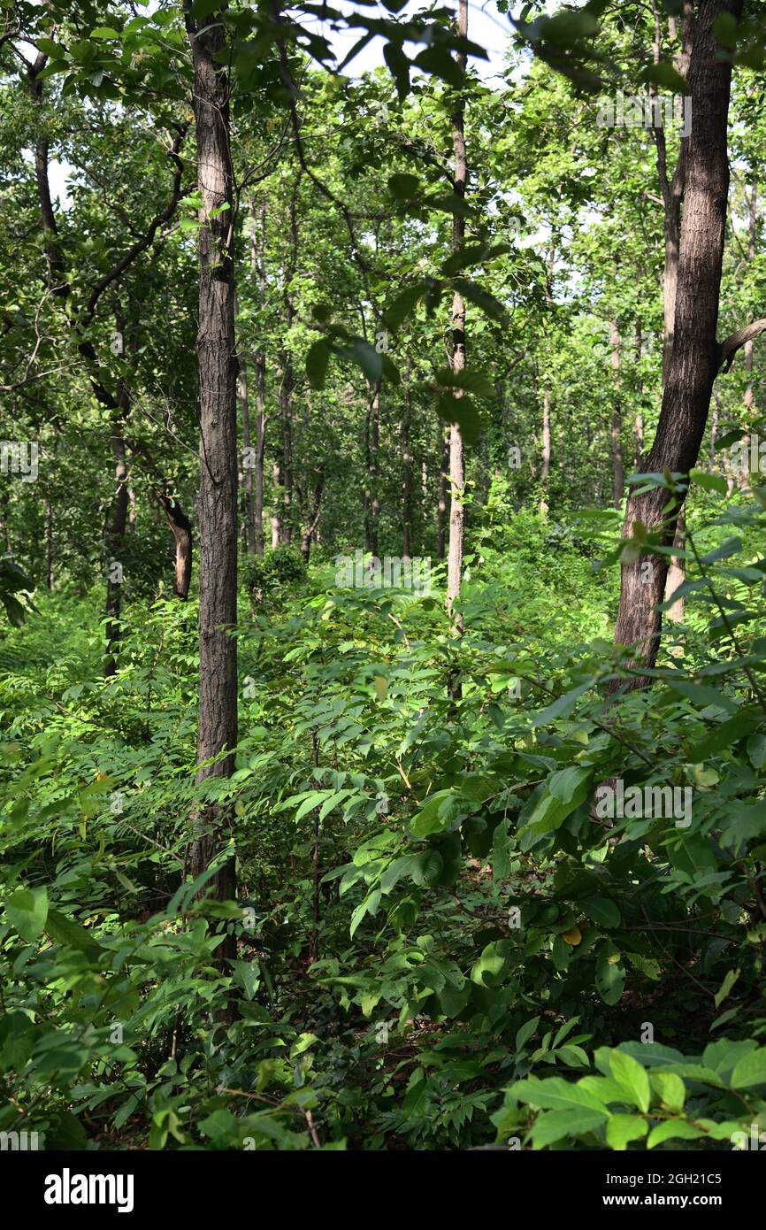 Susunia hill hi-res stock photography and images - Alamy