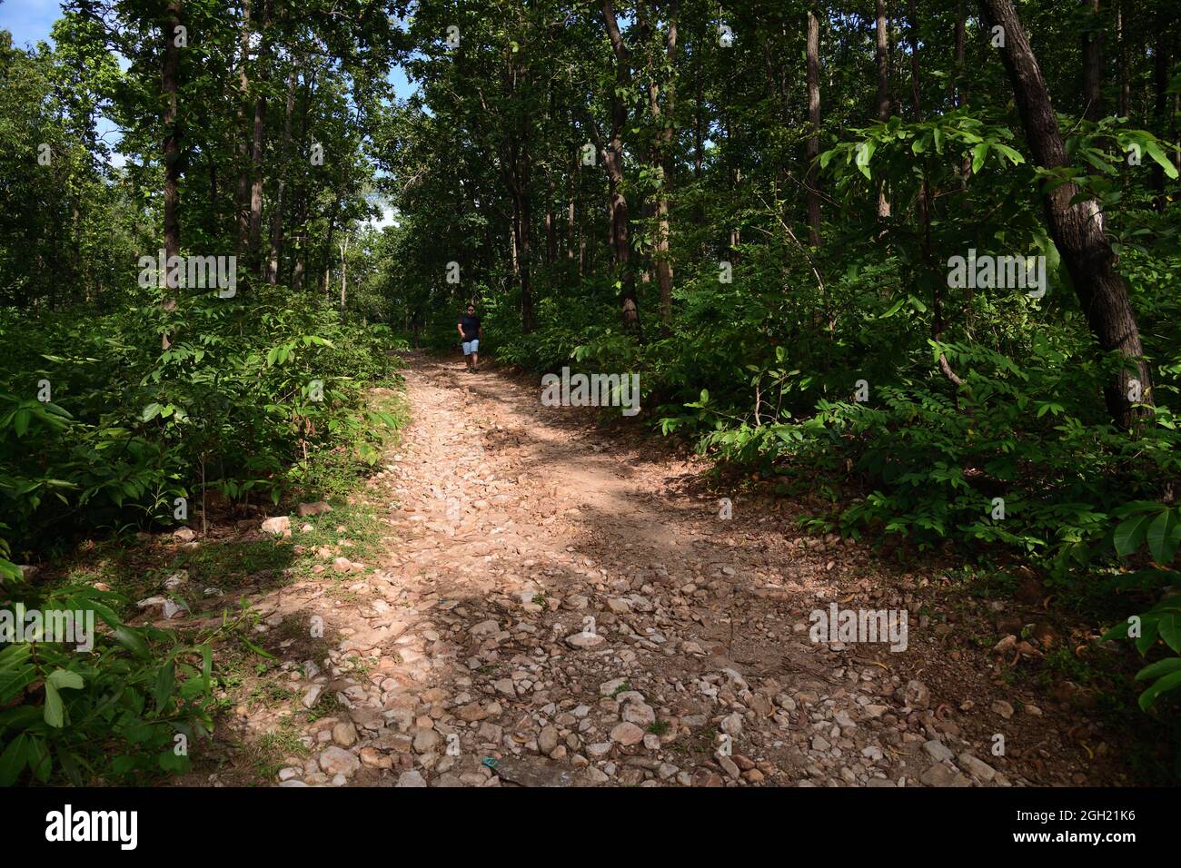 Susunia Hill forest. It is a part of the Eastern Ghats. Bankura, West ...
