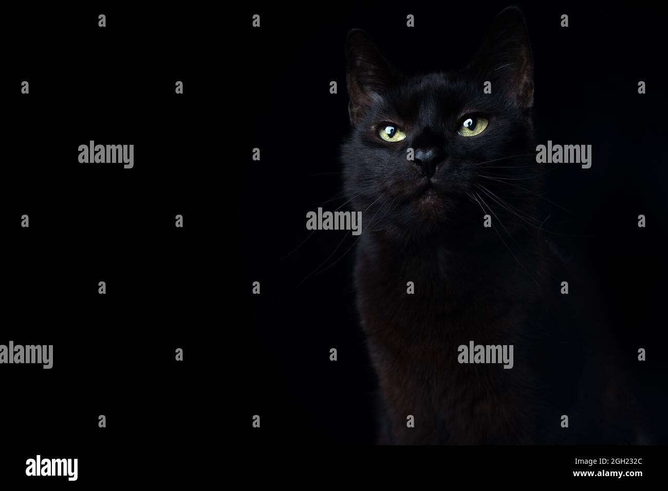 black cat portrait on black background with lens flare Stock Photo - Alamy
