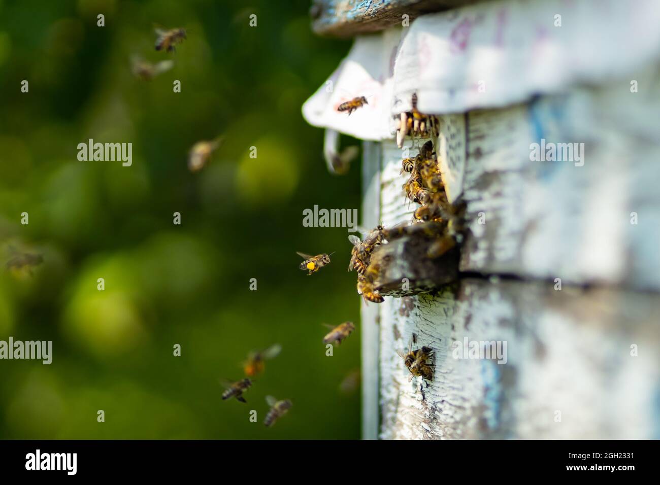 Bees fly into the hive entrance. Bees flying around beehive. Beekeeping ...
