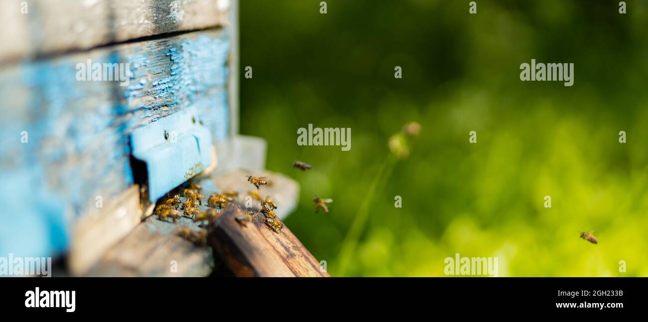 Bees fly into the hive entrance. Bees flying around beehive. Beekeeping ...