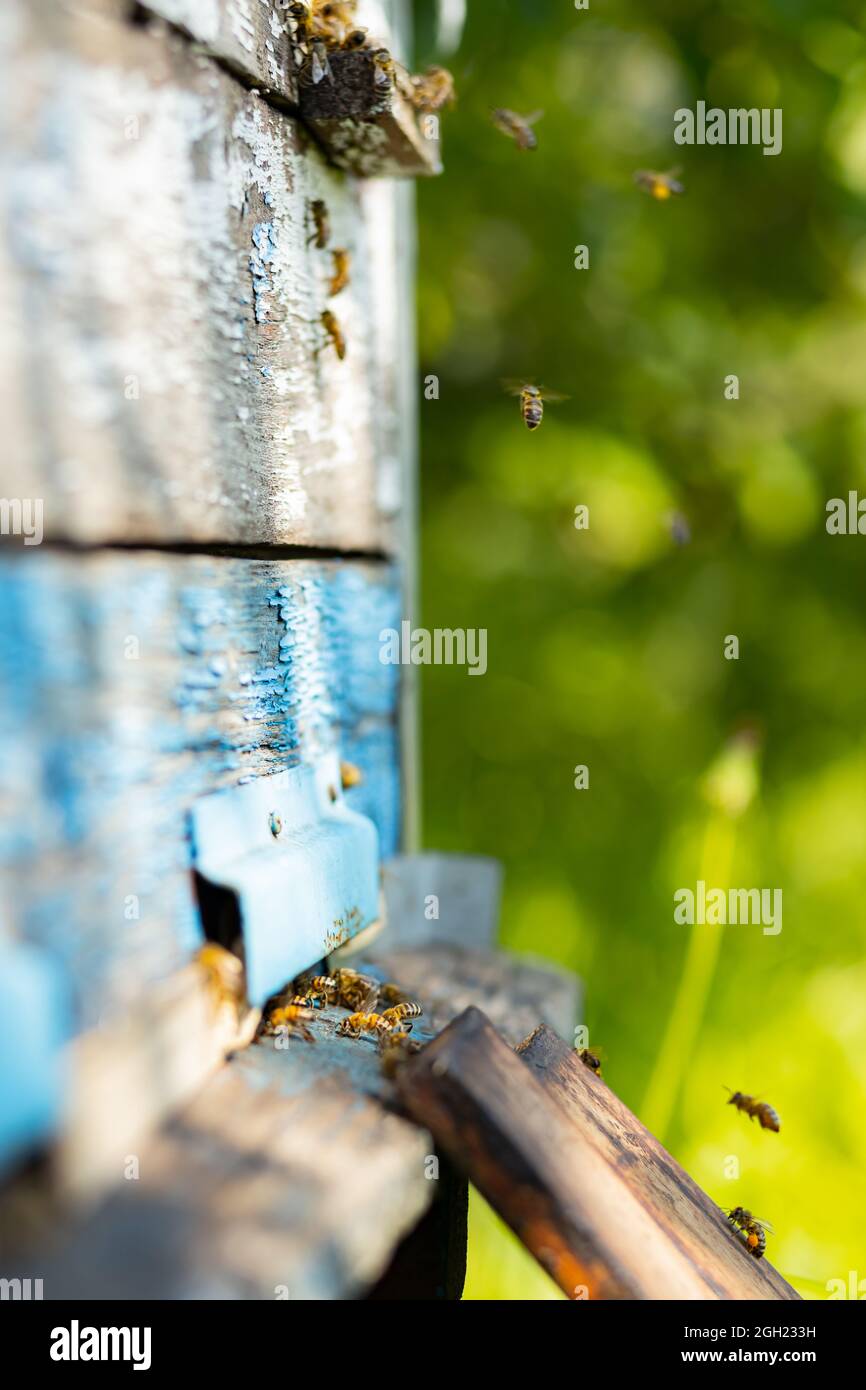 Bees fly into the hive entrance. Bees flying around beehive. Beekeeping ...